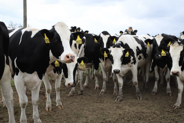 Kazakhstan to Export Meat and Live Cattle to China - The Times Of ...