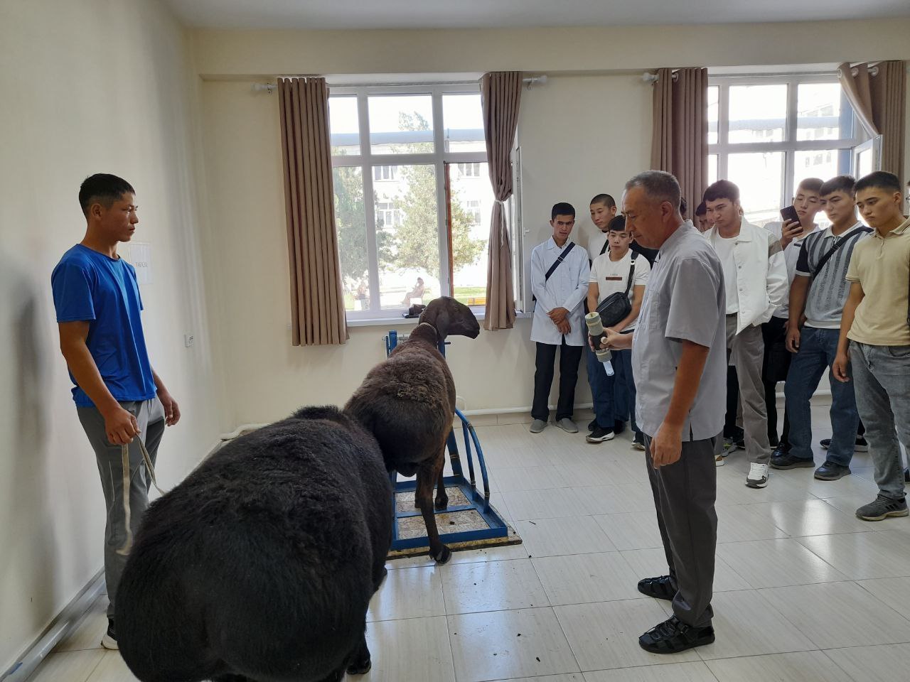 Kyrgyzstan Develops New Ala-Too Sheep Breed - The Times Of Central Asia