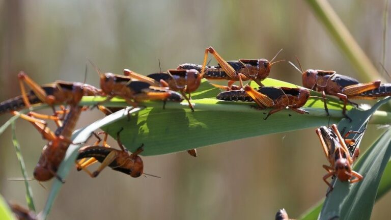 Kyrgyzstan Urges Regional Unity to Combat Major Locust Outbreak - The ...