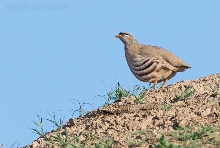 Why Tajikistan Chose the Desert Partridge as Its Symbol for 2026 - The ...